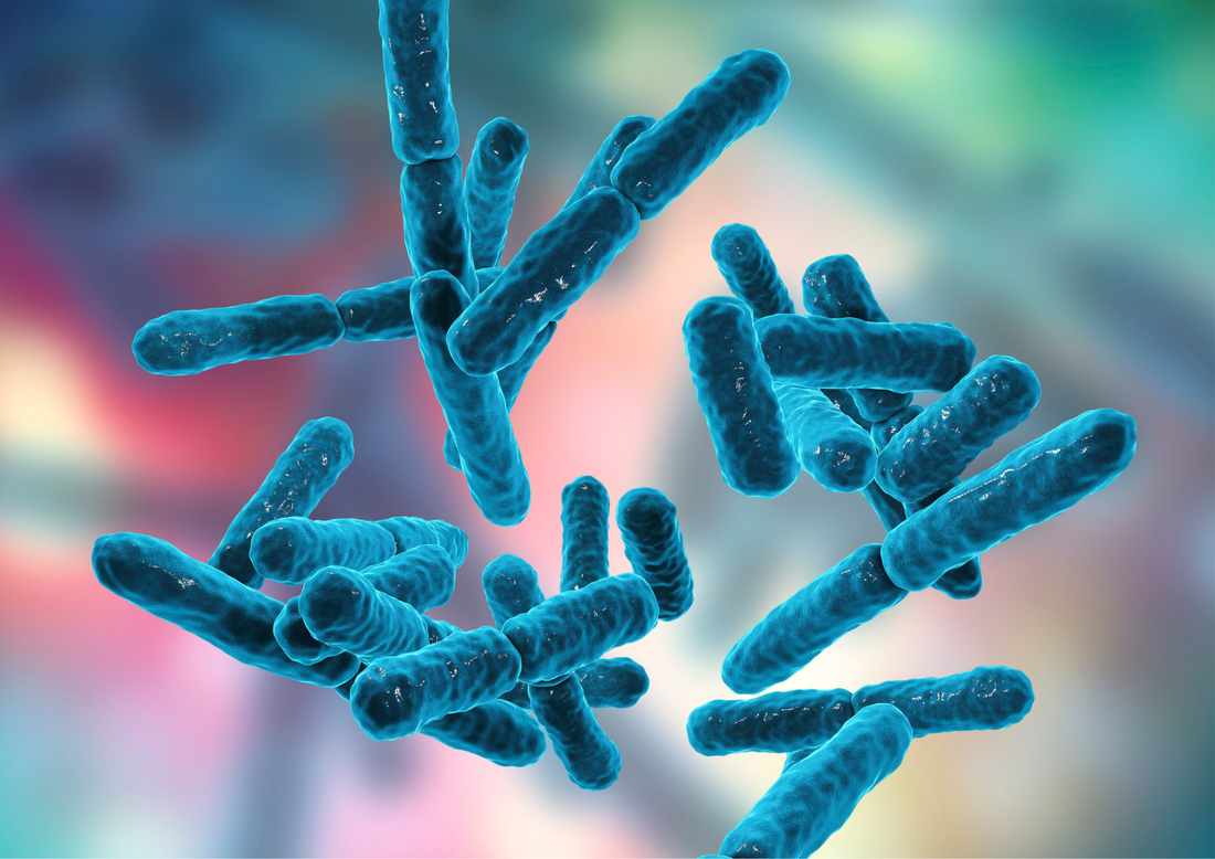 The Difference Between Probiotic Strains: What You Need To Know ...